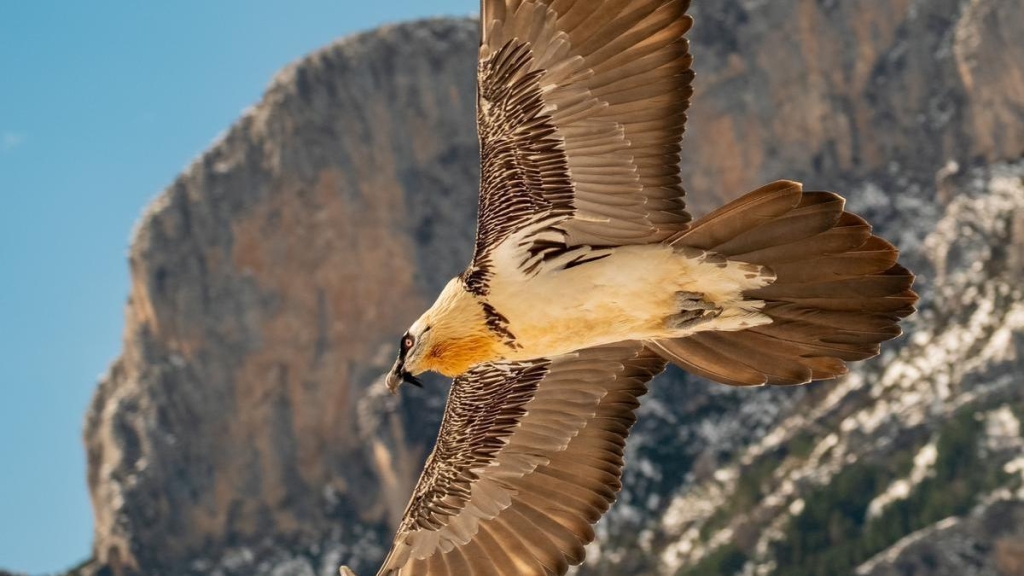 a630d6b3-8b84-472e-910c-ca51fc82da6a_16-9-discover-aspect-ratio_default ...